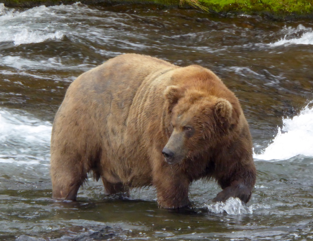 Brown Bear Fatness Index | Wandering at Large
