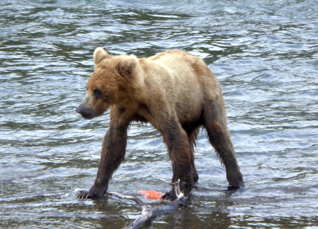 Brown Bear Fatness Index | Wandering at Large