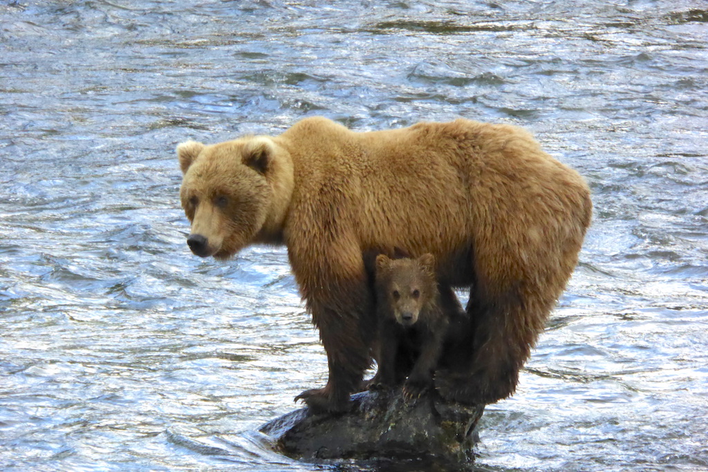Bears Have Long Memories | Wandering at Large