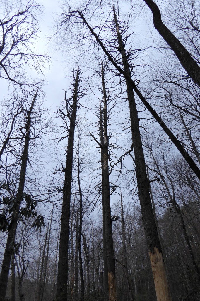 Joyce Kilmer Memorial Forest | Wandering at Large