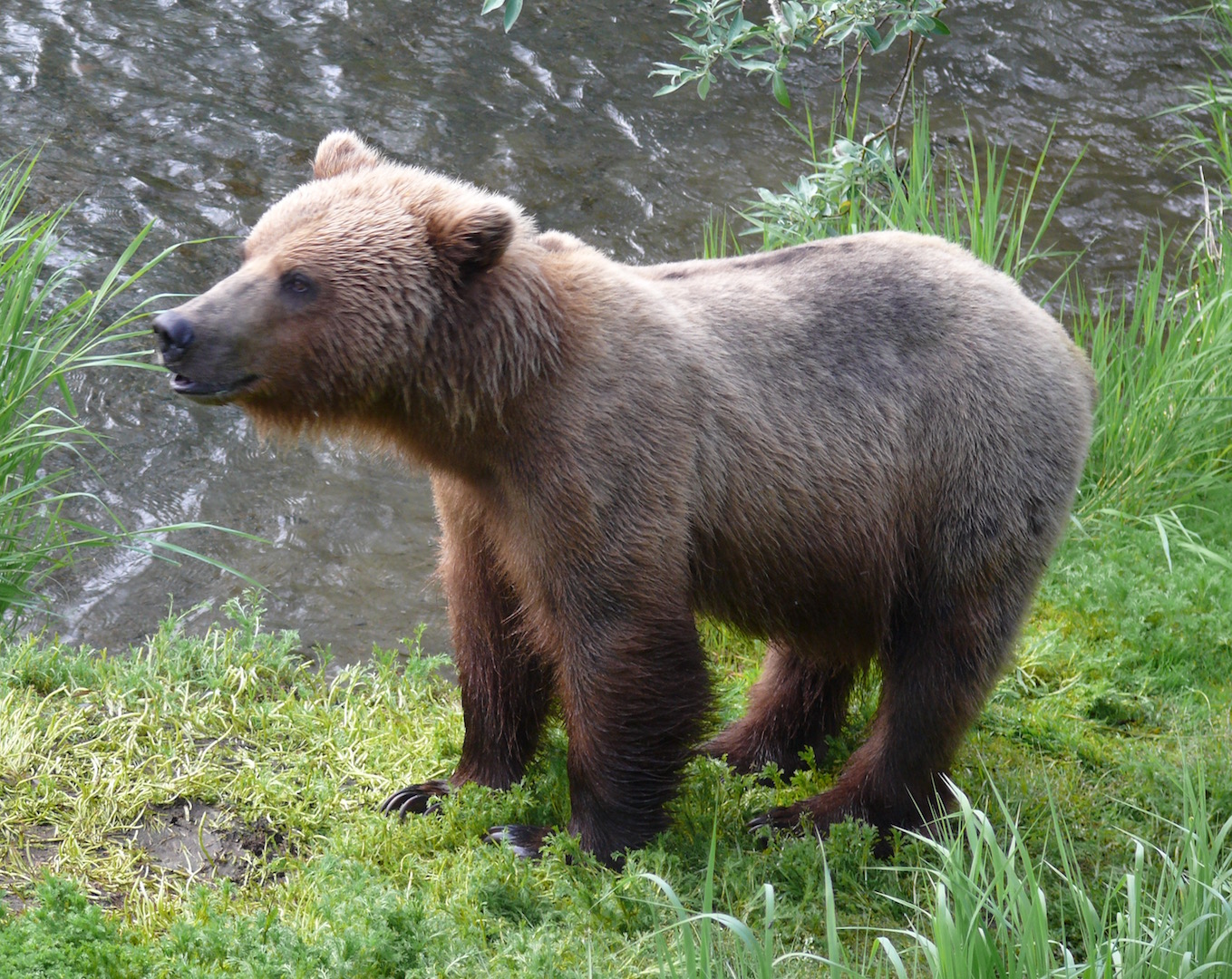 Hierarchy Shift | Wandering at Large