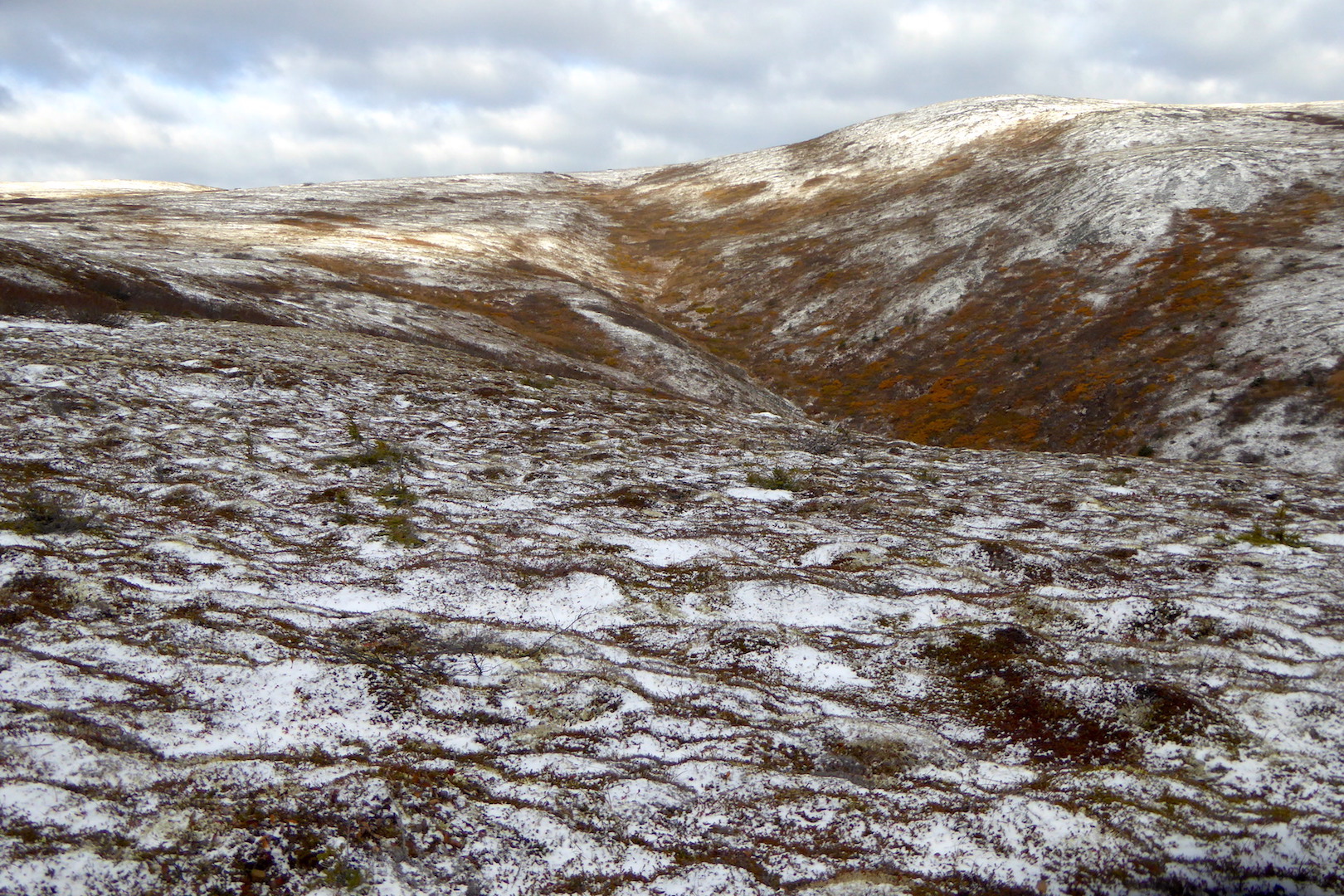 Late Season Bears on Dumpling Mountain | Wandering at Large