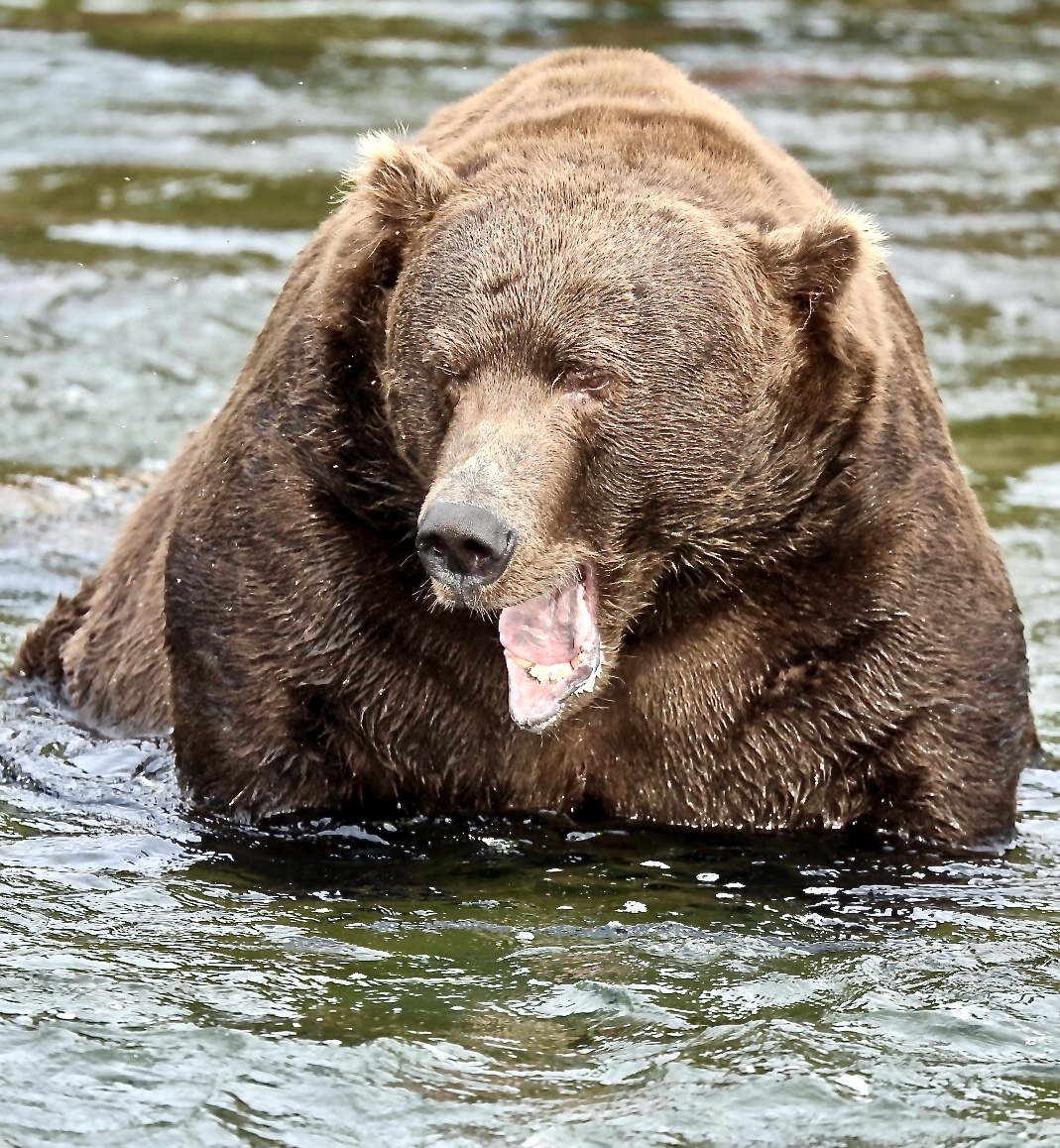 Fat Bear Week 2019 Endorsement | Wandering at Large