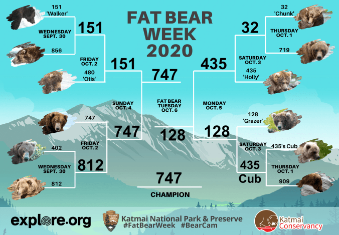 Fat Bear Week | Wandering at Large