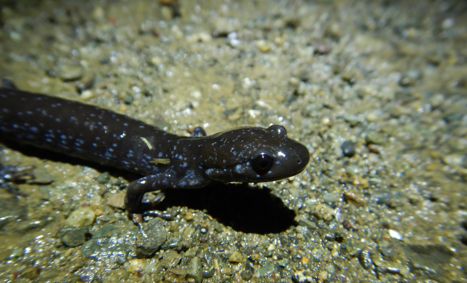 A Big Night for Amphibians | Wandering at Large