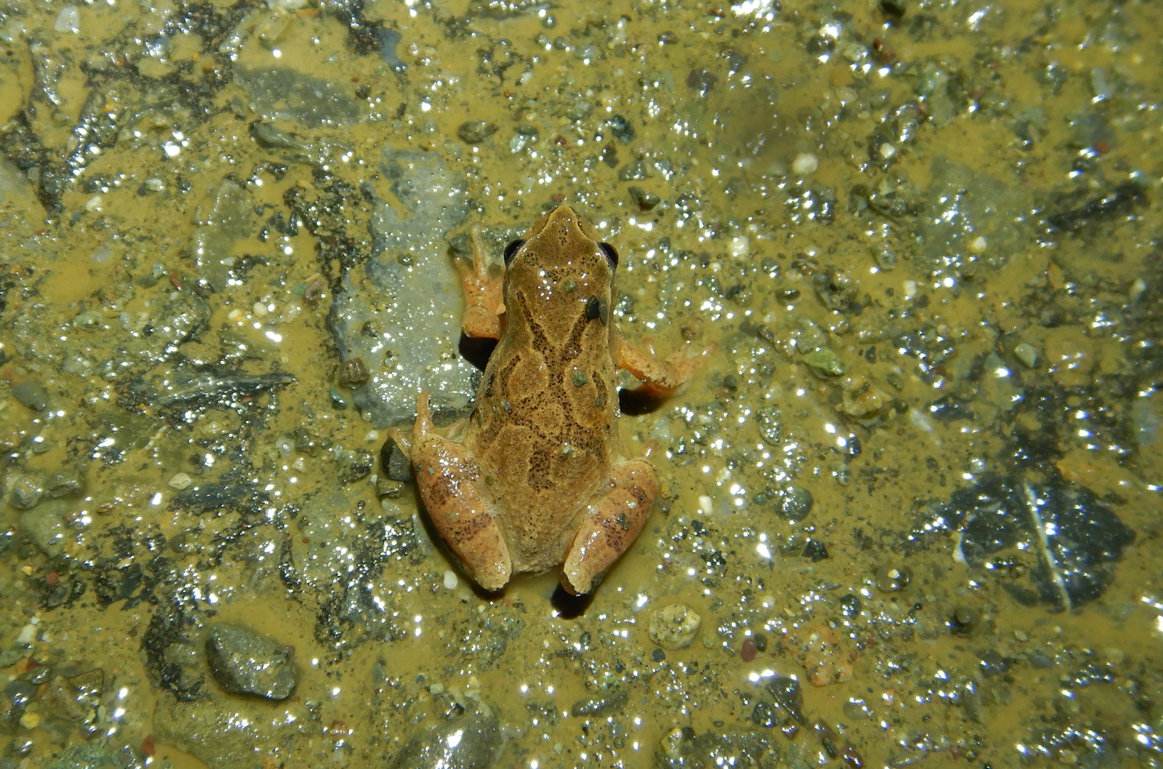 A Big Night for Amphibians | Wandering at Large