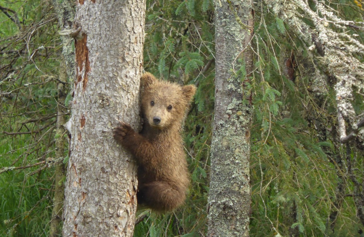 Ten Years of Bear Cam and Counting | Wandering at Large