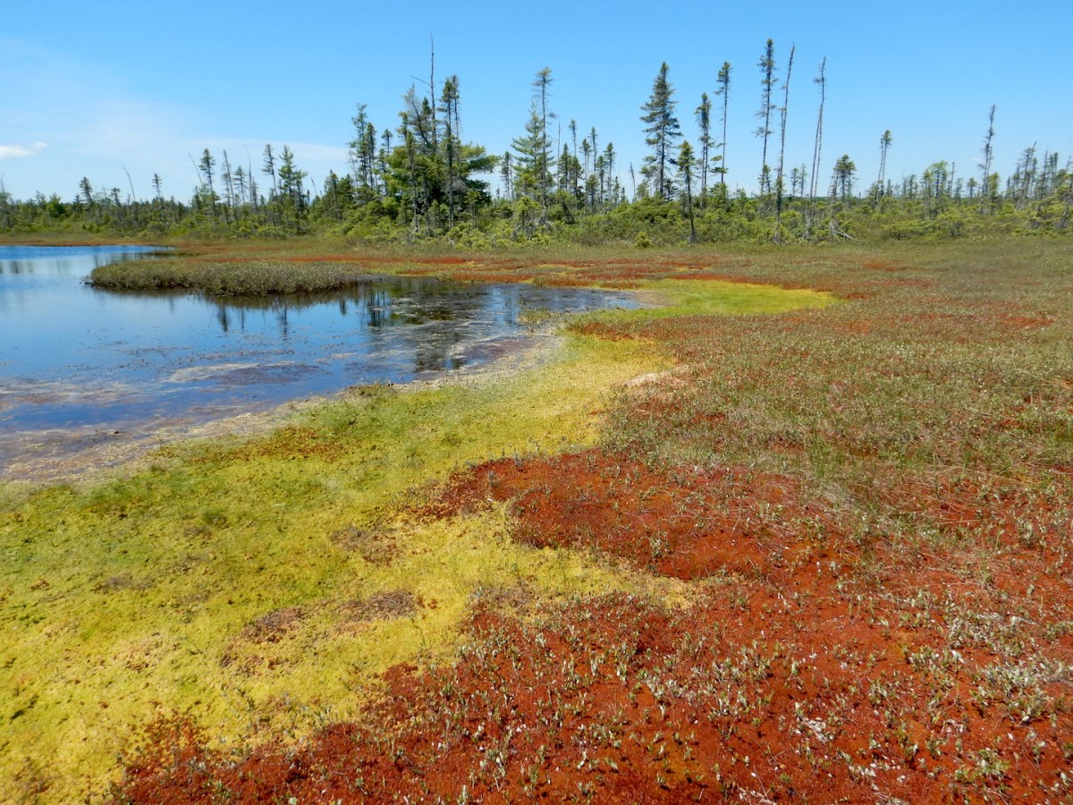 A Most Impressive Bog | Wandering at Large