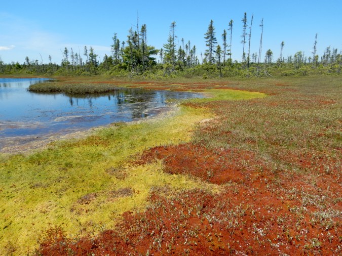 A Most Impressive Bog | Wandering at Large