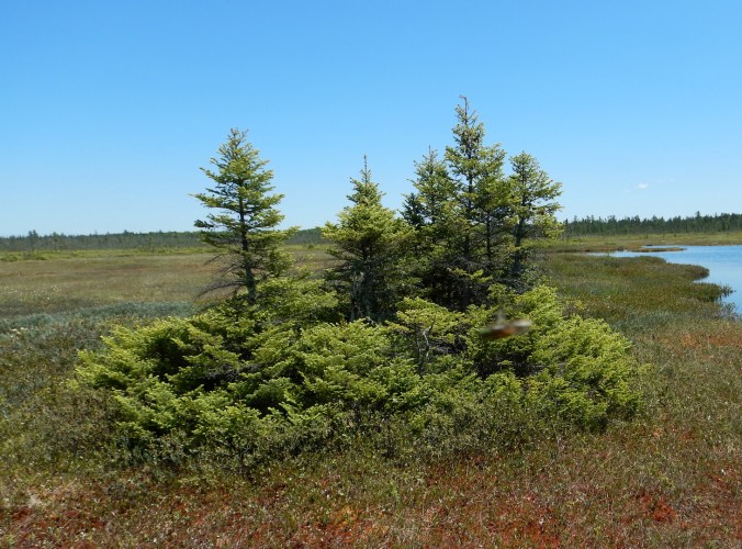A Most Impressive Bog | Wandering at Large