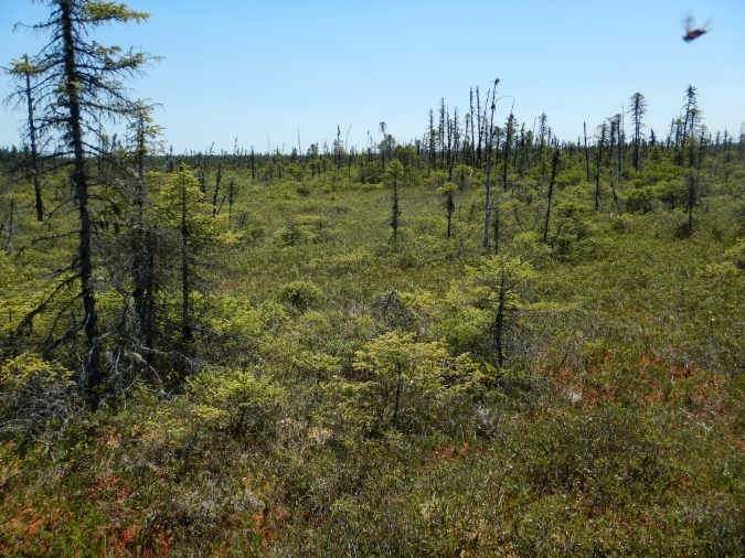 A Most Impressive Bog | Wandering at Large