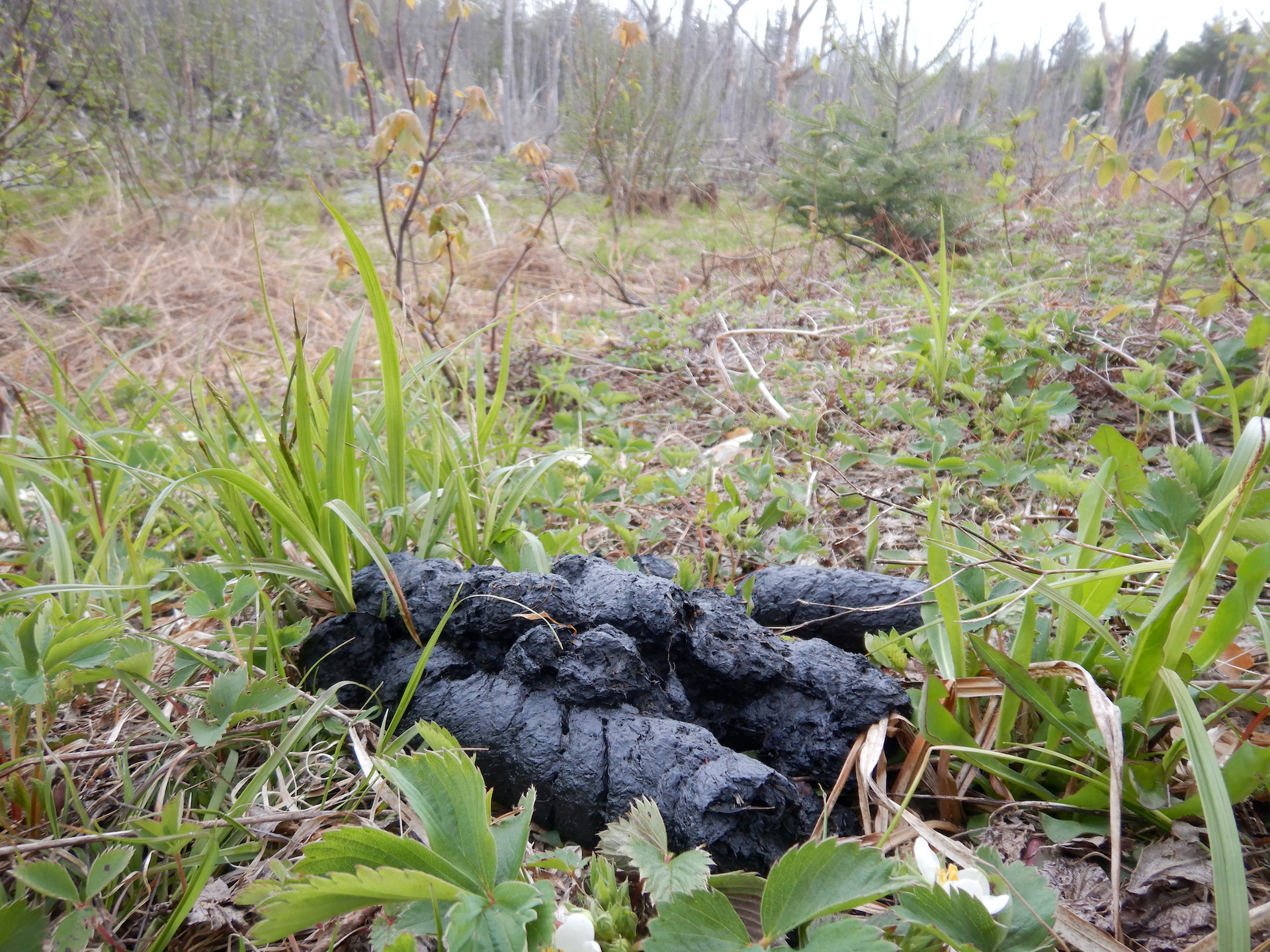 A Turd of a Time | Wandering at Large