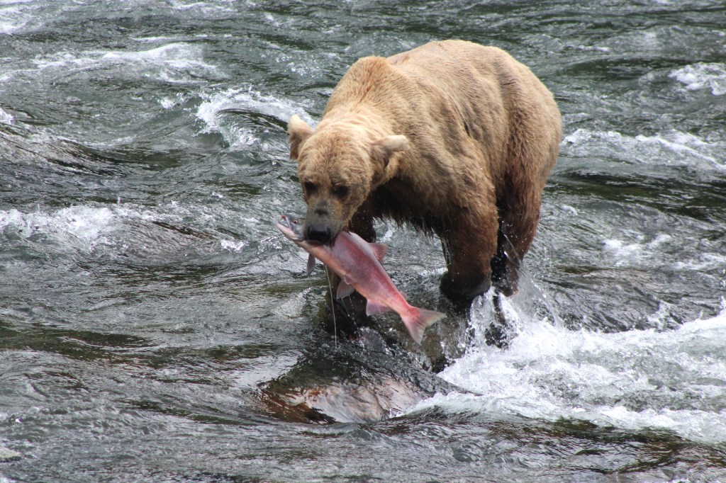 Katmai | Wandering at Large